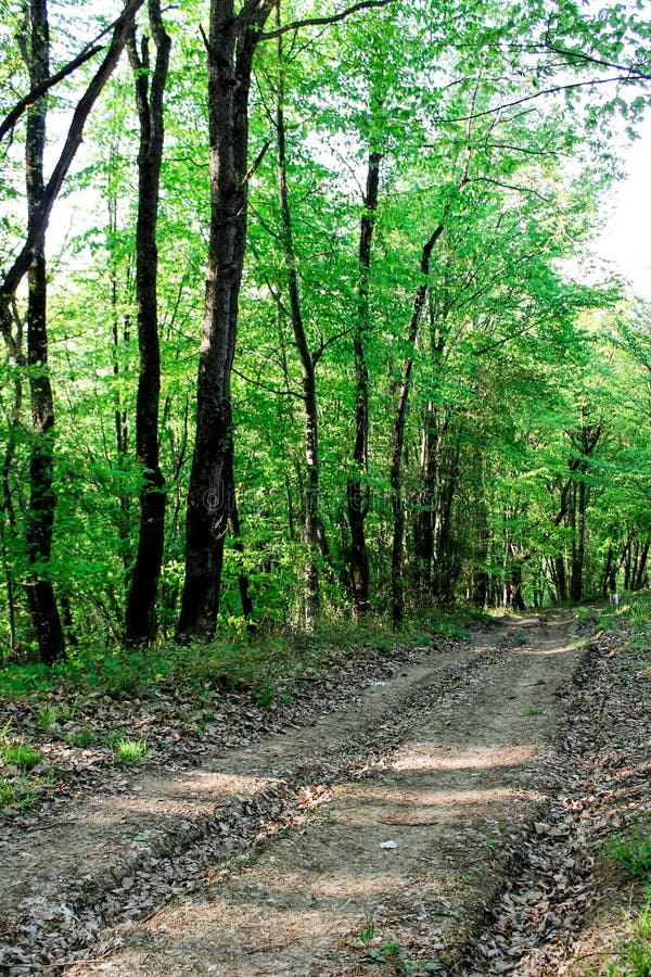 Road in a Quiet Forest, Forest Path among Tall Trees, Wild Summer ...