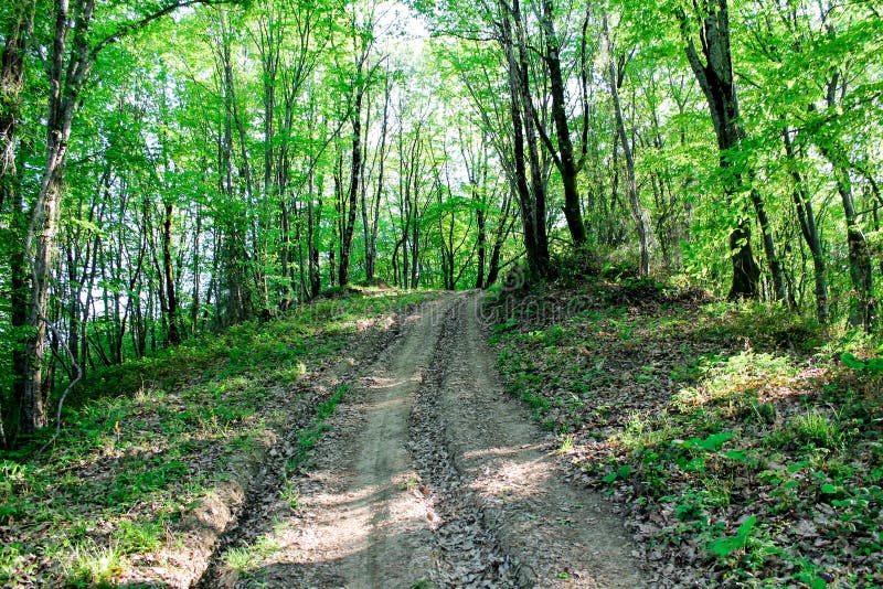 Road in a Quiet Forest, Forest Path among Tall Trees, Wild Summer ...