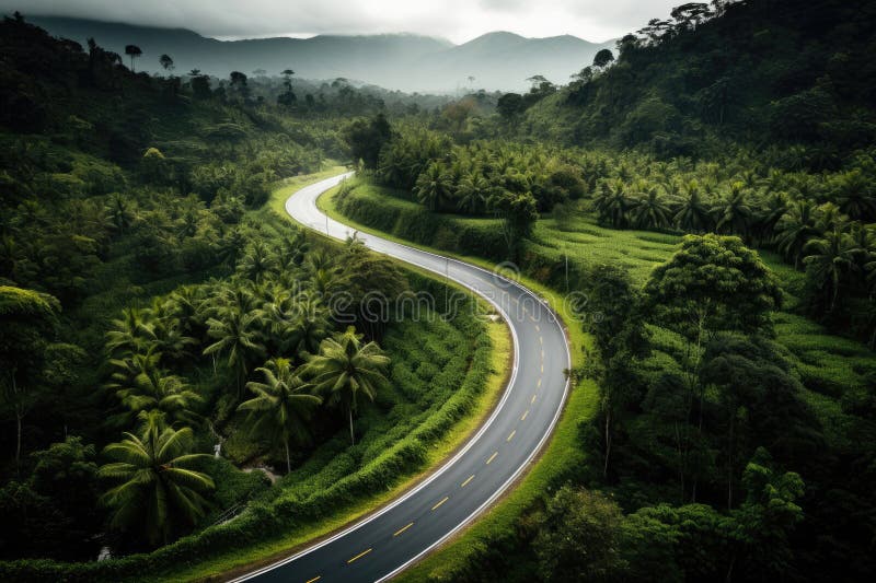 Road in Rainforest stock illustration. Illustration of travel - 346065400