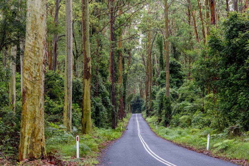 Road in rainforest stock photo. Image of beautiful, lush - 65004124