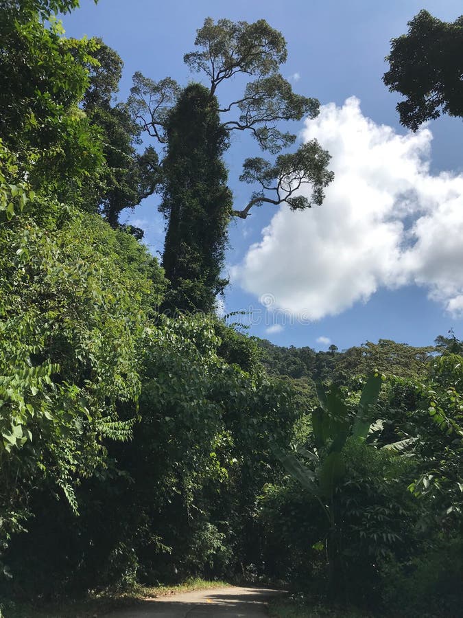 Road through the Rainforest Stock Photo - Image of leaf, vacation ...