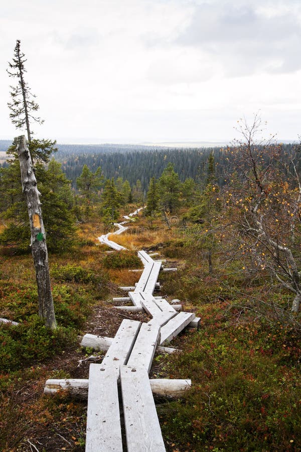 Road with Rare Trees and Brownish Grass Stock Image - Image of scenery ...