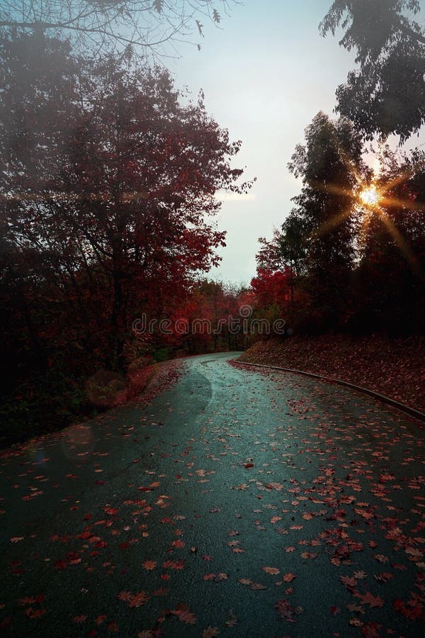 Road and Red Trees in the Mountain Stock Photo - Image of landscape ...