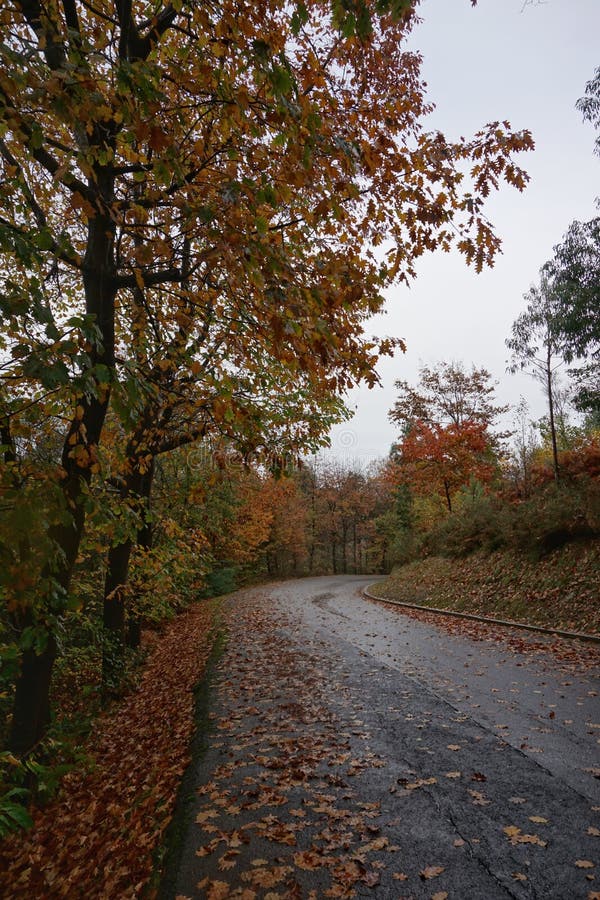 The road with red trees stock photo. Image of travel - 130760338