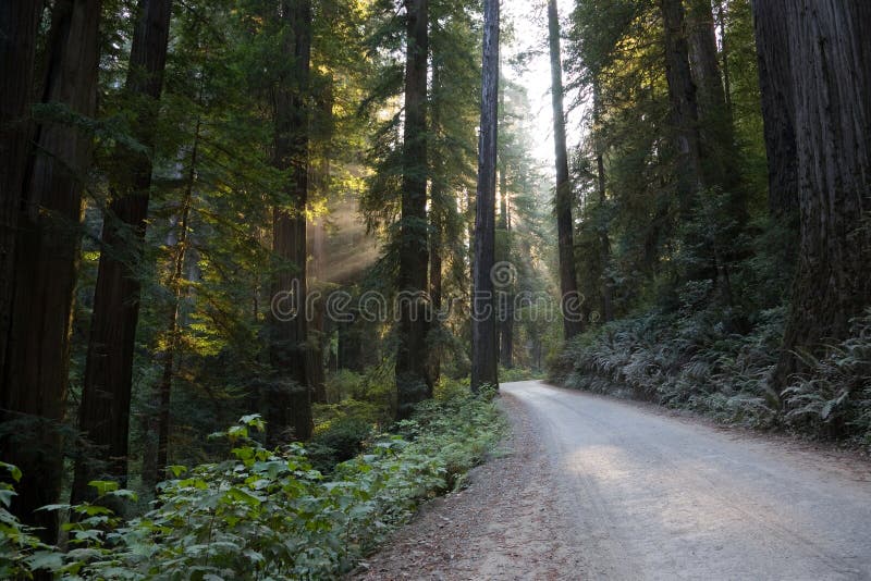 Redwood Forest Path stock photo. Image of scenic, america - 4118970