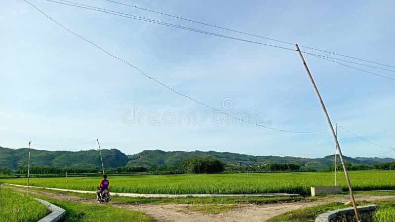 Road in Rice Field Area with Mountains Behind it Stock Photo - Image of ...