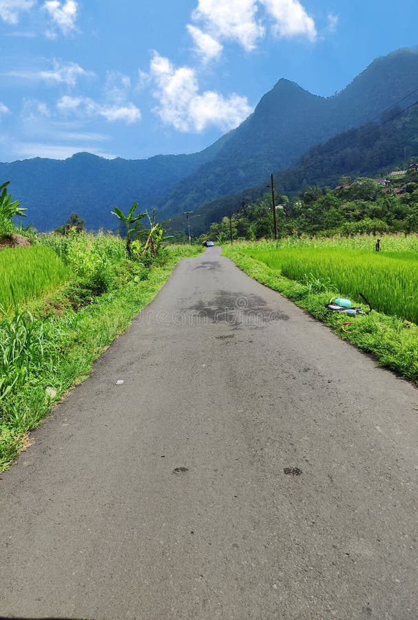 Road in Rice Fields Central Java Stock Image - Image of java, rice ...