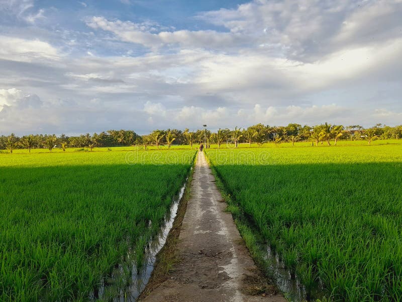 Road in the ricefields stock image. Image of south, nature - 265479397