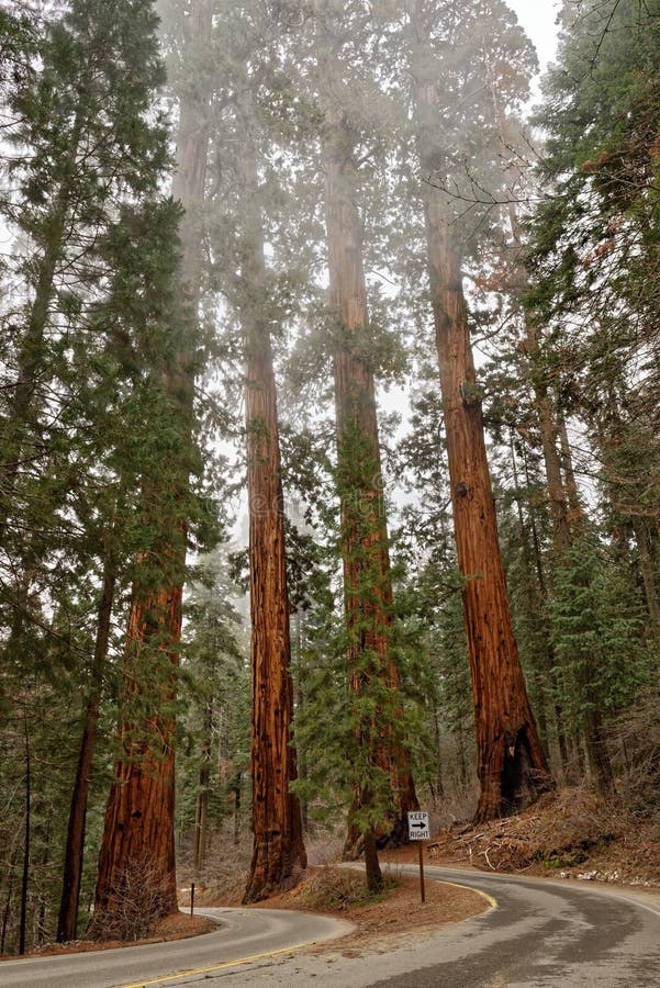 Road Winding through Sequoia Trees Stock Image - Image of california ...