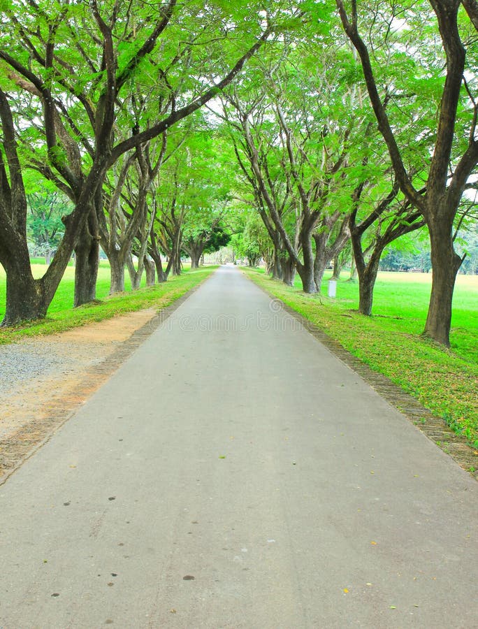 Road through row of trees stock photo. Image of lane - 28134832
