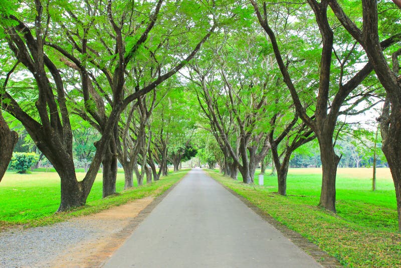 Road through row of trees stock photo. Image of ground - 28134866