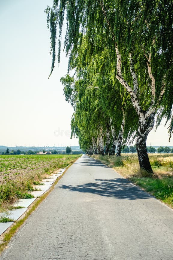 A Road with a Row of Trees on Either Side Stock Photo - Image of clouds ...