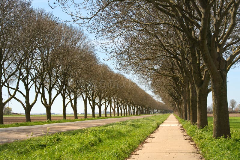 Road with rows of trees stock photo. Image of outdoor - 179069874