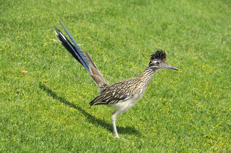 356 Road Runner Bird Stock Photos - Free & Royalty-Free Stock Photos ...