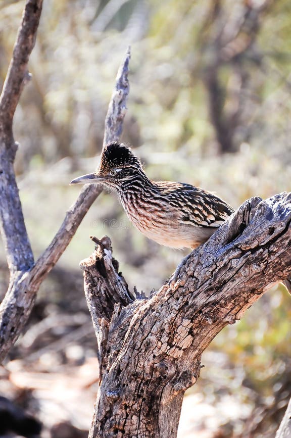 Road Runner stock image. Image of white, road, bird, perched - 15522265