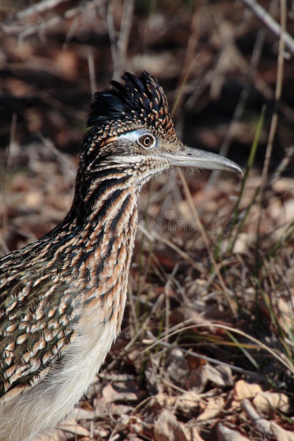 Road Runner stock image. Image of wildlife, avian, portrait - 1896639