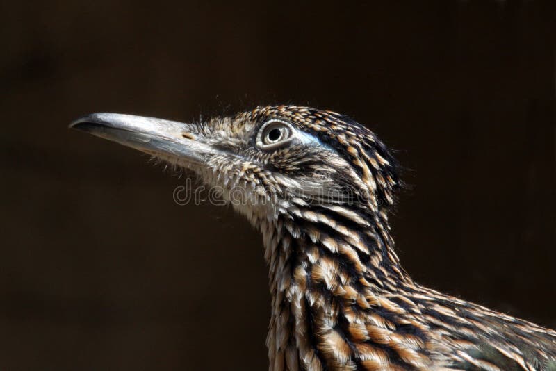 Road Runner stock image. Image of close, avian, road - 20863569