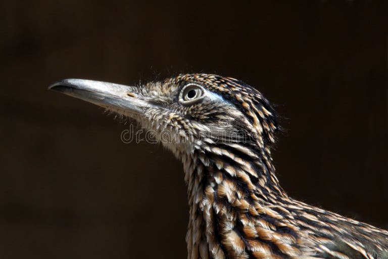 360 Road Runner Bird Stock Photos - Free & Royalty-Free Stock Photos ...