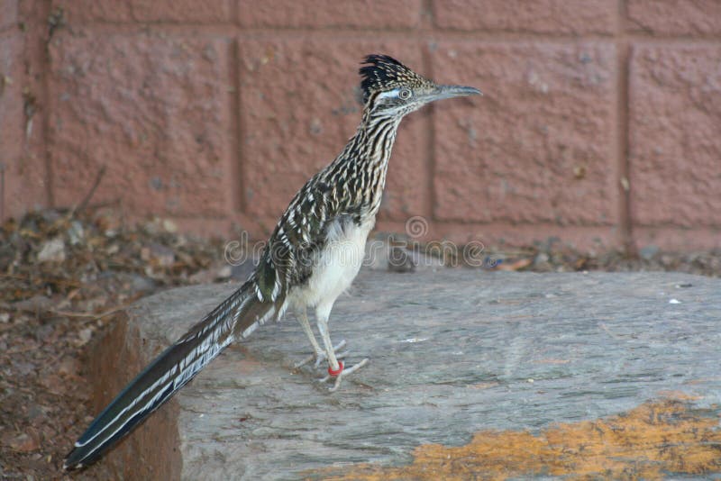 Road Runner stock image. Image of captivity, state, geococcyx - 5954153