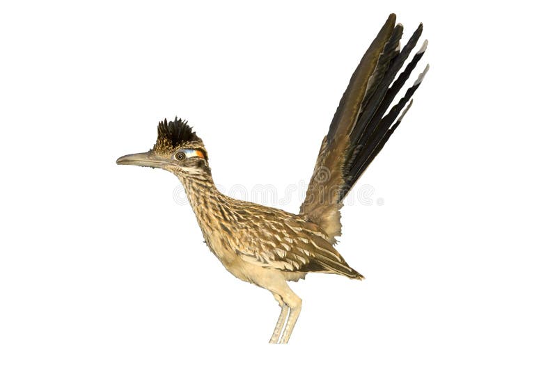 Road Runner stock image. Image of deser, animal, living - 65447745