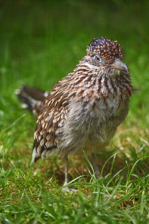 Road runner stock photo. Image of feather, nature, life - 9669576