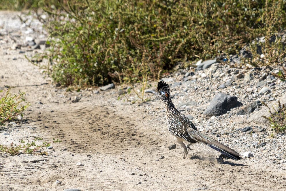 Road Runner Bird close up stock image. Image of predator - 174065181