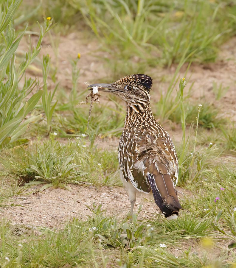 Road Runner Bird with Lizard in Mouth Running in the Desert Flowers and ...