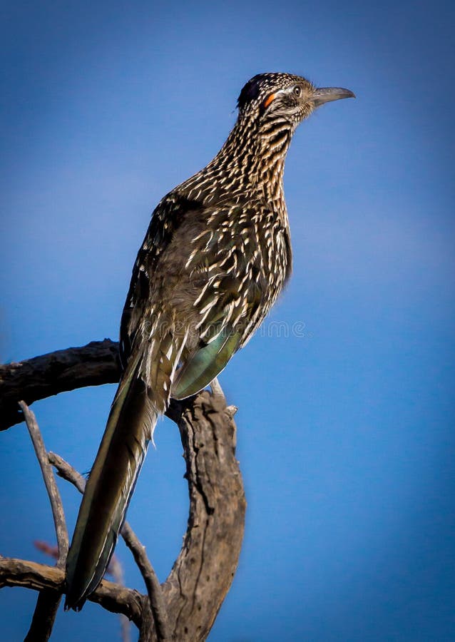 Road Runner stock image. Image of deser, animal, living - 65447745