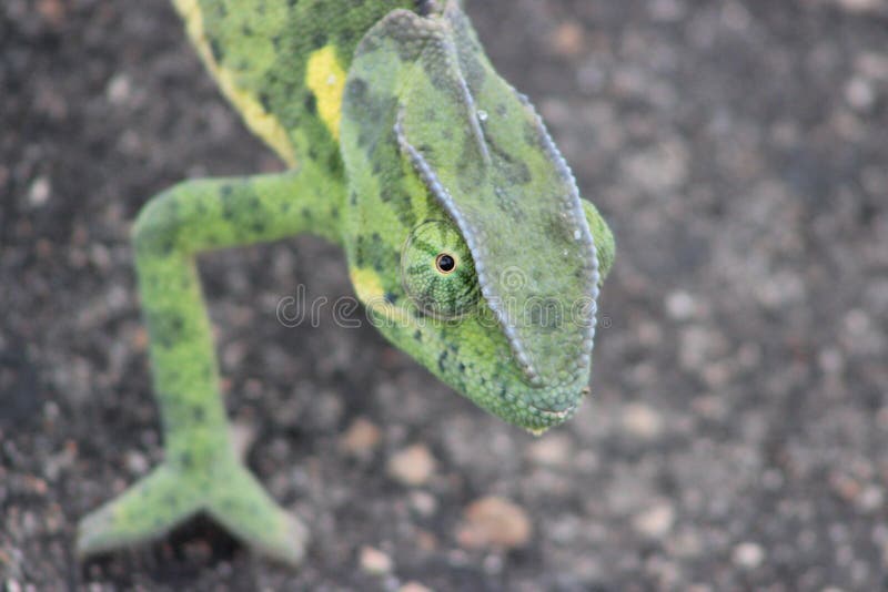 Road runner stock image. Image of nature, road, large - 42686689