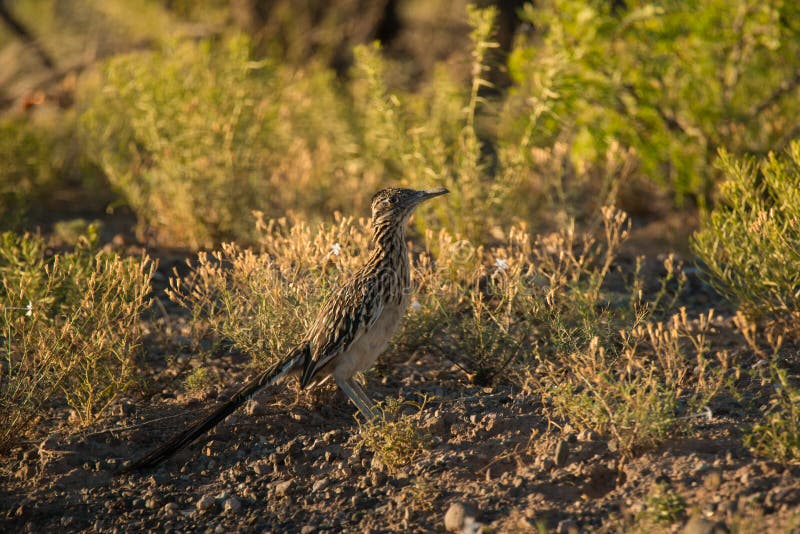 Road Runner in New Mexico Desert Stock Photo - Image of rocks, bushes ...