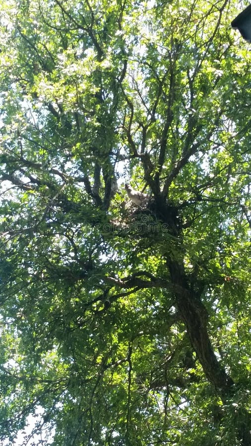 Road runner in tree stock image. Image of runner, nest - 96914775
