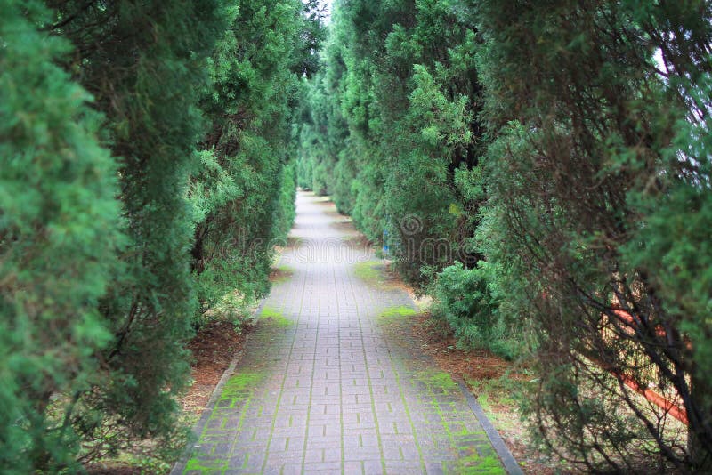 Road Running through a Tunnel of Green Trees Stock Photo - Image of ...