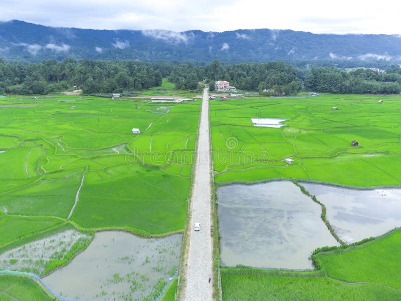 A Road Runs Straight through the Paddy Fields Stock Image - Image of ...