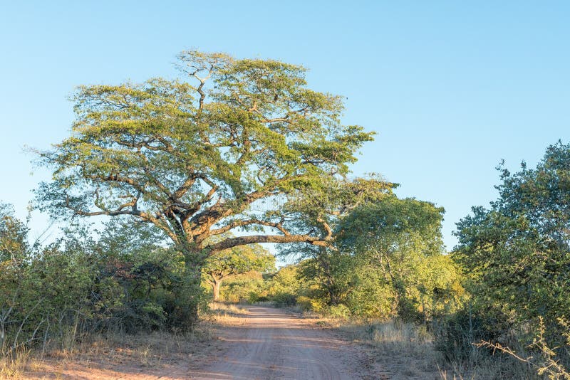 Road S99 Passing Underneath a Tree Branch Stock Photo - Image of road ... Road S99 Passing Underneath a Tree Branch Stock Photo - Image of road ...