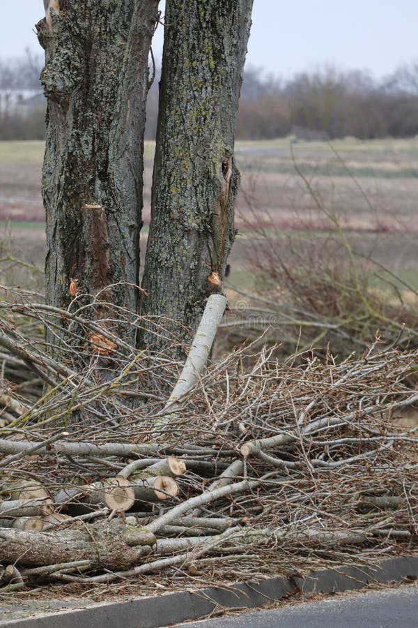 Road safety work stock photo. Image of cuttingtrees - 361956642