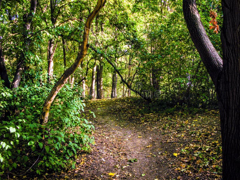 The Road in the September Forest Stock Image - Image of september ...