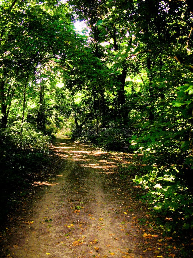 The Road in the September Forest Stock Photo - Image of road, forest ...