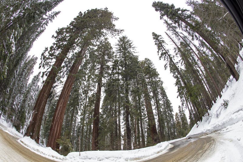 Road at Sequoia Tree Nationa Park in Winter with Snow Stock Photo ...
