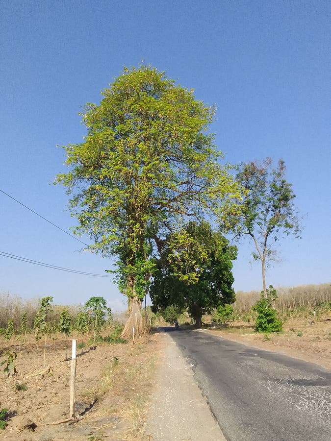 Road Shade Trees are Starting To Disappear Stock Image - Image of trees ...