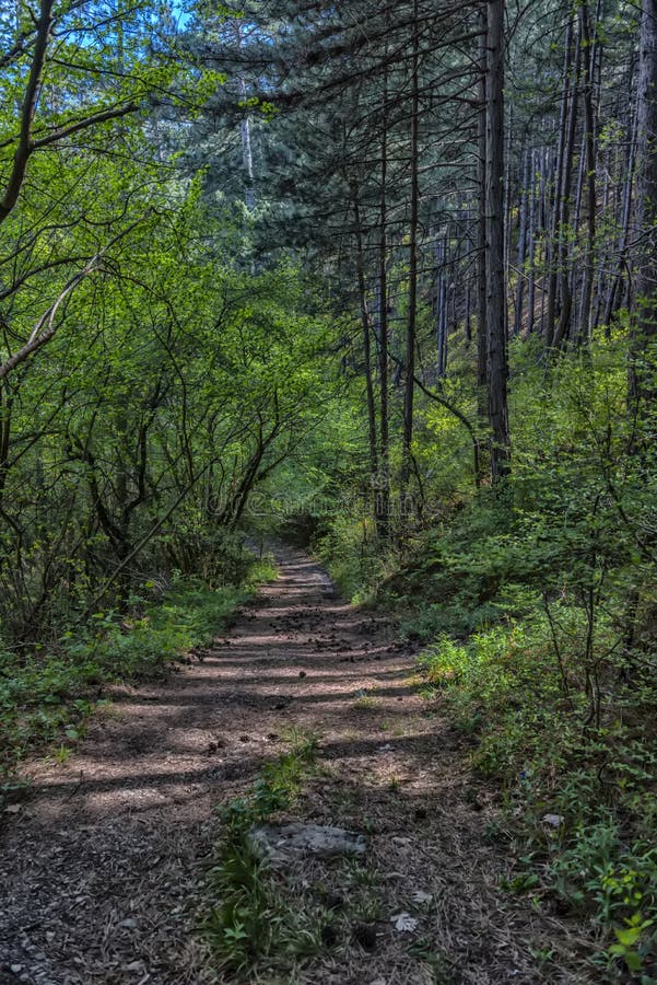 Road with Shadows from Trees in the Forest Stock Photo - Image of ...