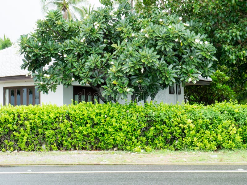Road and shrubbery tree stock image. Image of green, design - 76912429