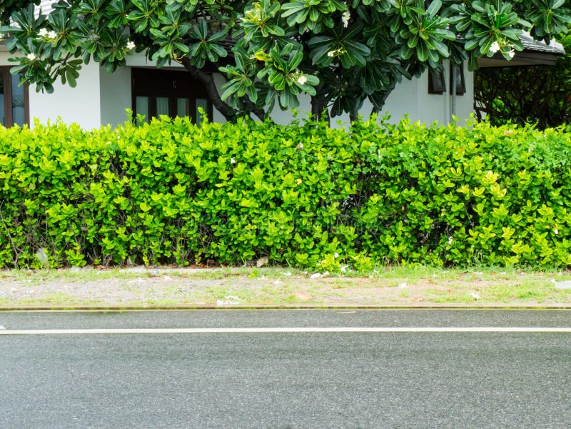 Road and shrubbery tree stock photo. Image of natural - 76912552