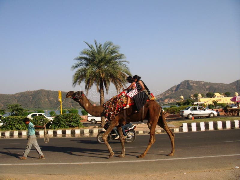 A road side camel ride editorial image. Image of entertainment - 201557080