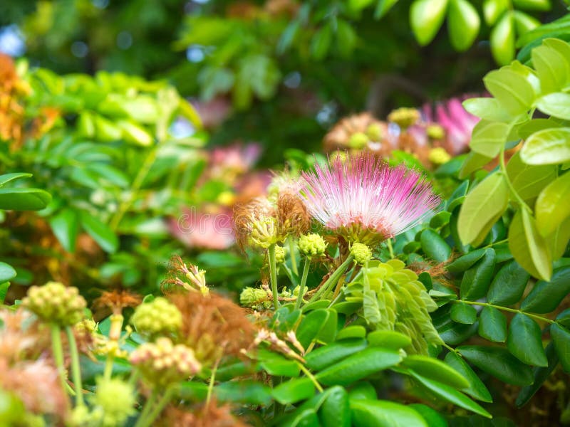 Road Side Flower Surrounding with Green Leaves Stock Photo - Image of ...