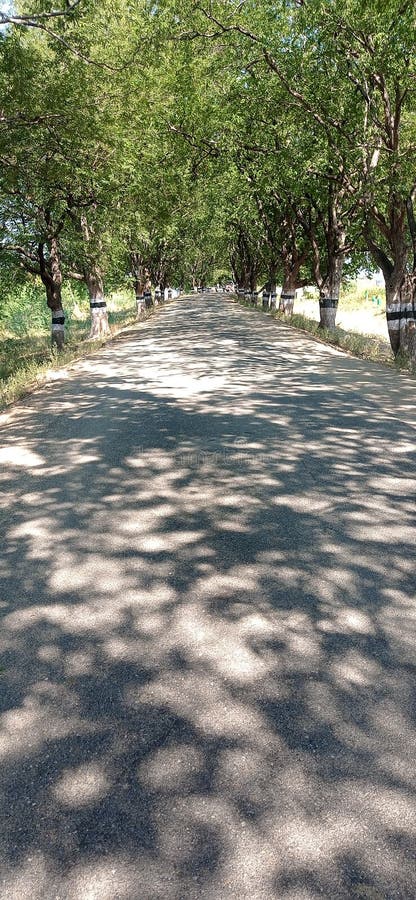 Road Side Tamarind Trees with Shadows Stock Image - Image of grass ...