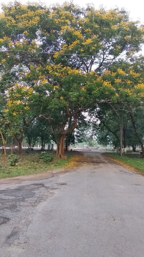 Tree stock photo. Image of plant, road, nature, tree - 228401312