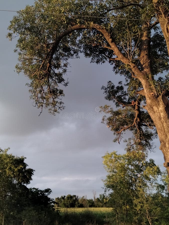 Road side tree stock image. Image of road, green, tree - 254784823