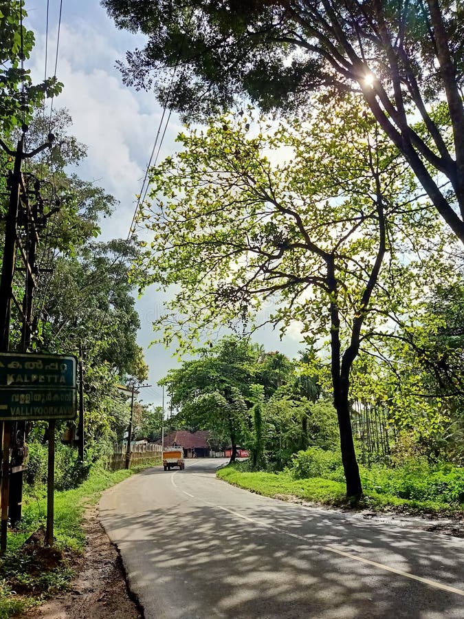 Road Side Trees and the Shade Editorial Stock Image - Image of side ...