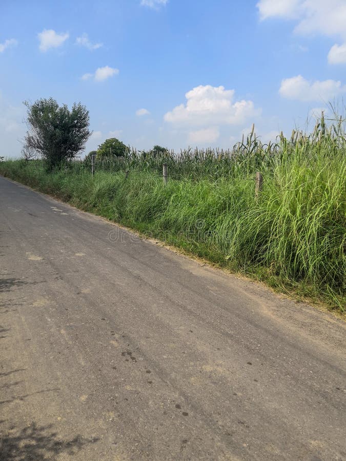 Road Side View of a Field, Village Area Stock Image - Image of area ...