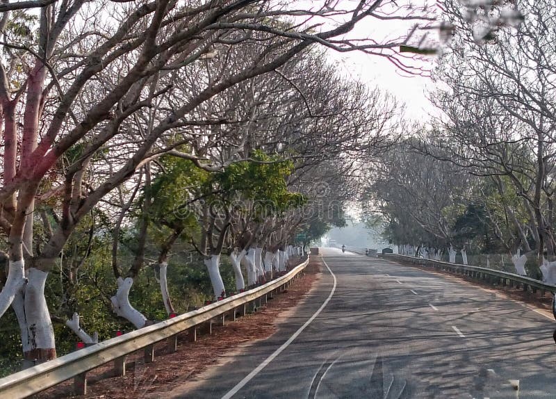 Road Side View with Long Old Tree Stock Image - Image of view, road ...